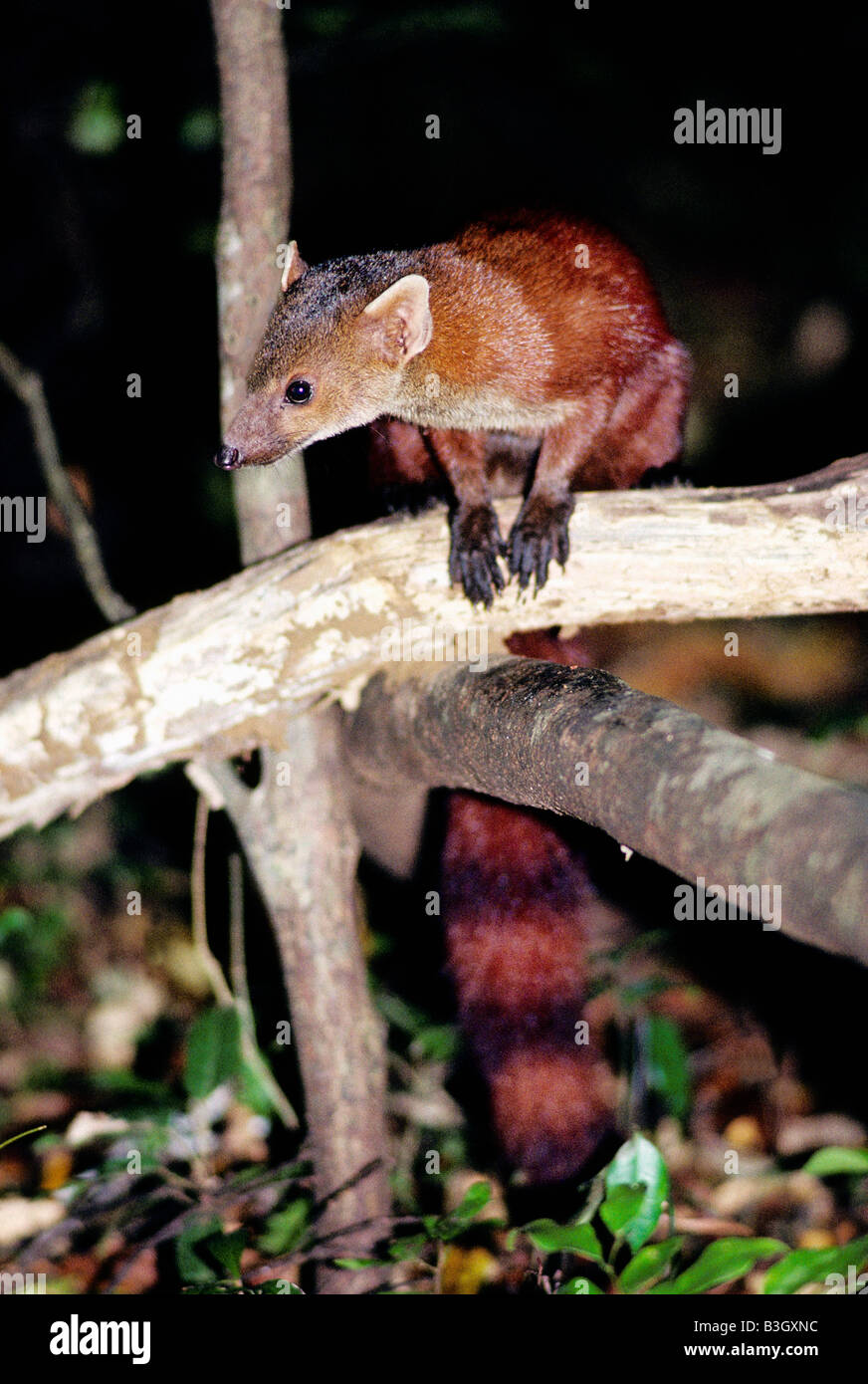Malagasy ring tailed mongoose Galidia elegans standing on an tree ...