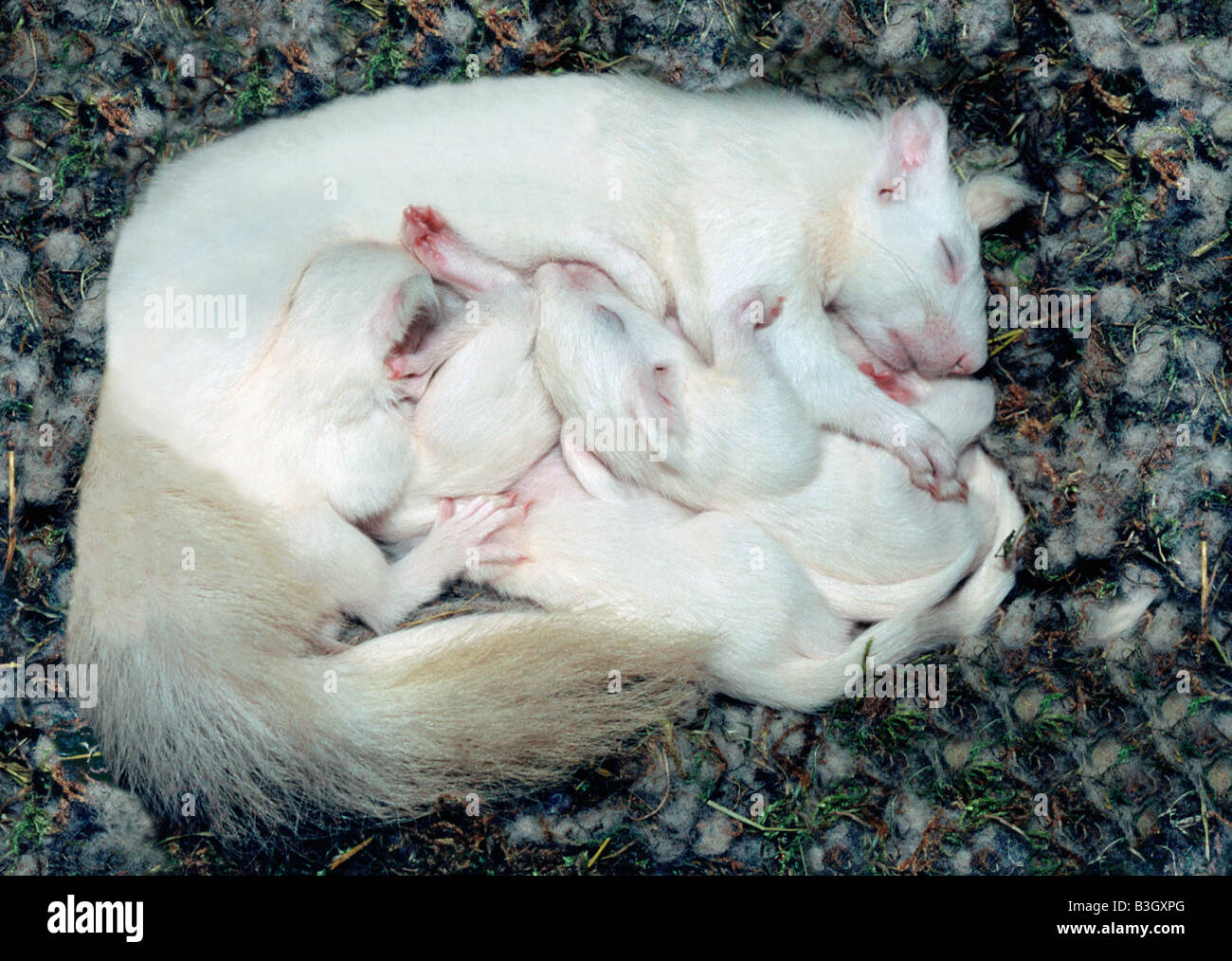 Red Squirrel albinotic Sciurus vulgaris Ecureuil d europe blanc albinos ...