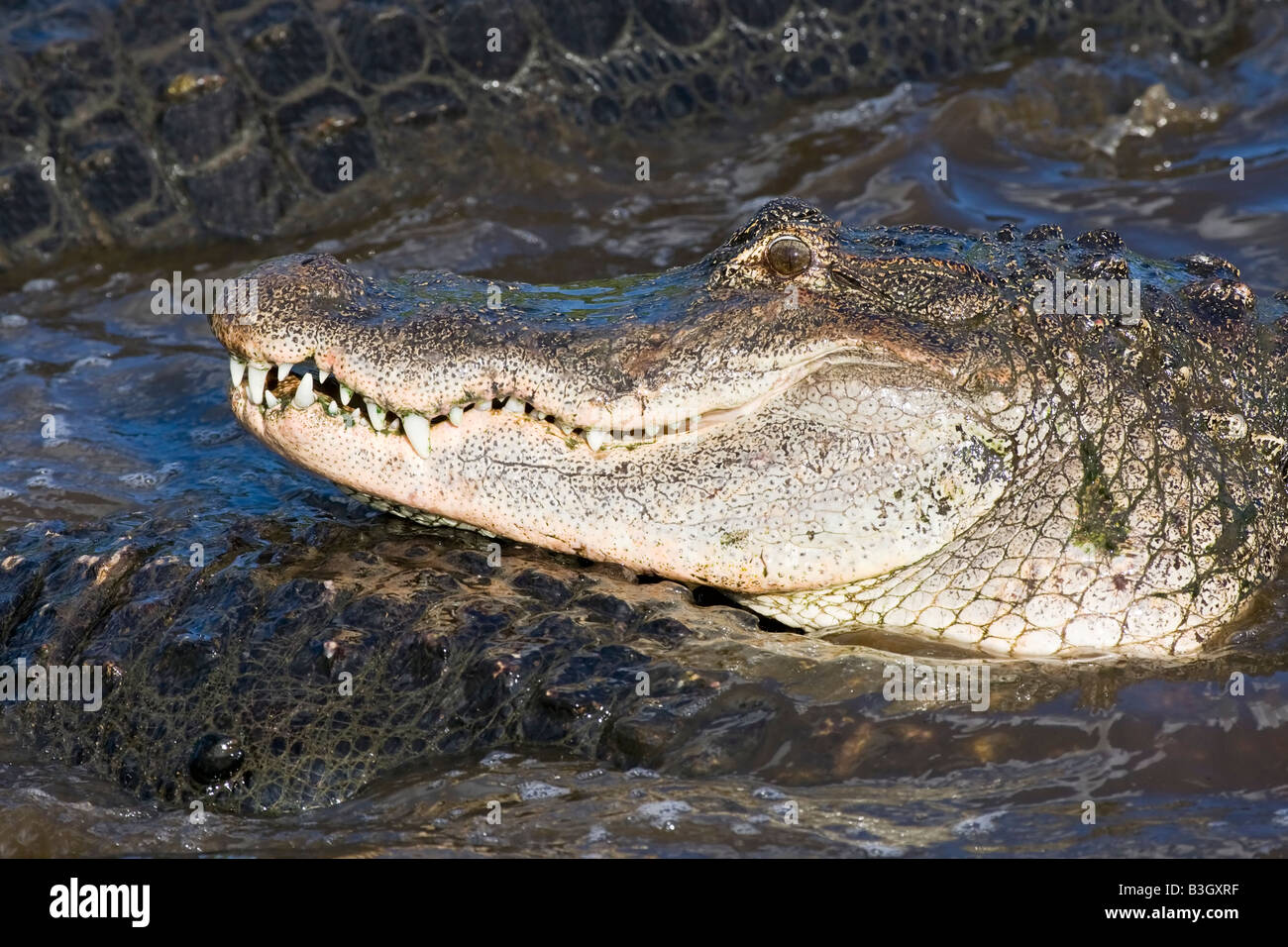 A close up of the head of an American Alligator Stock Photo - Alamy