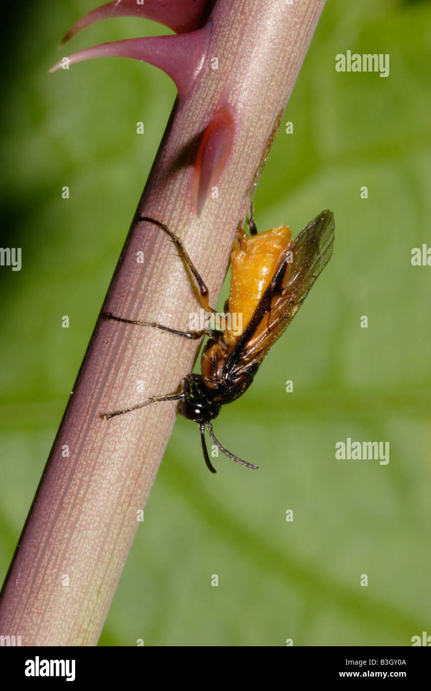 Rose sawfly hi-res stock photography and images - Alamy