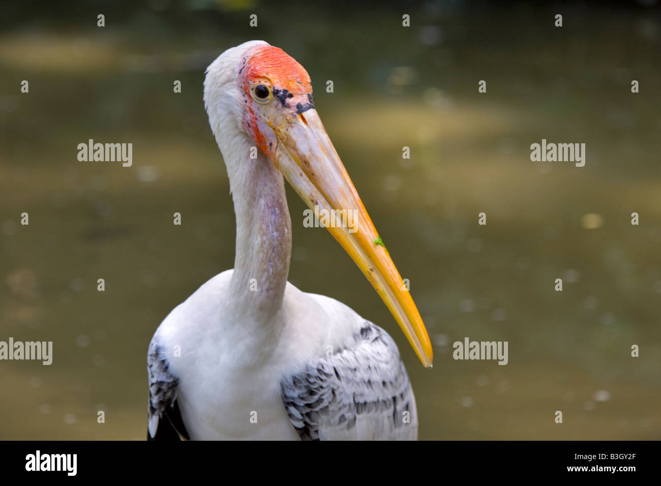 Asian stork hi-res stock photography and images - Alamy