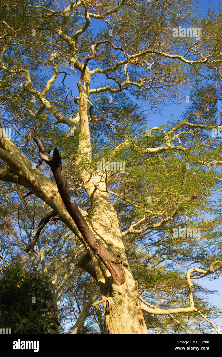 Yellow fever tree hi-res stock photography and images - Alamy