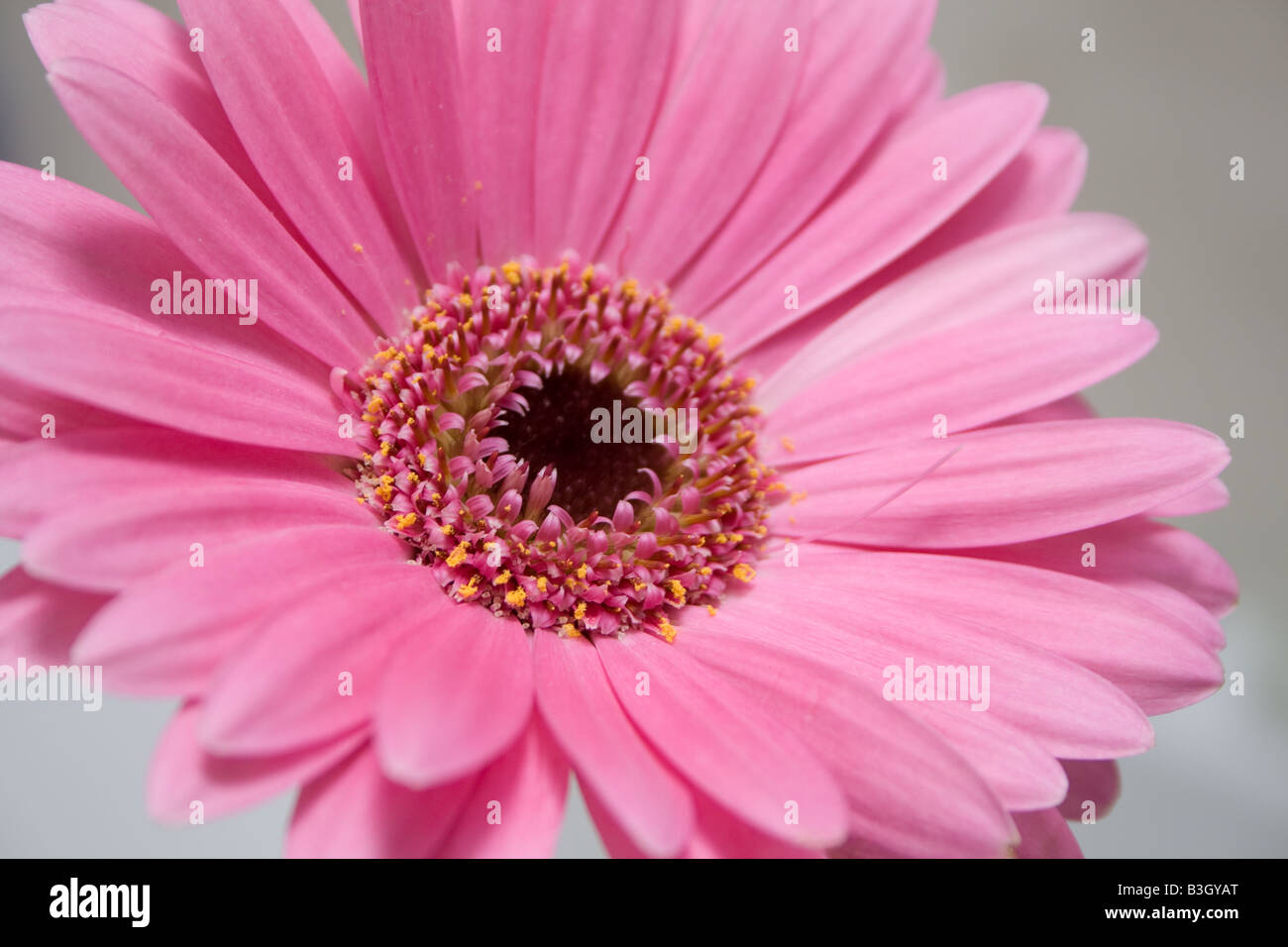Pink Gerbera against a white background Stock Photo - Alamy