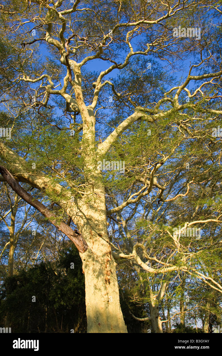 Yellow fever tree hi-res stock photography and images - Alamy