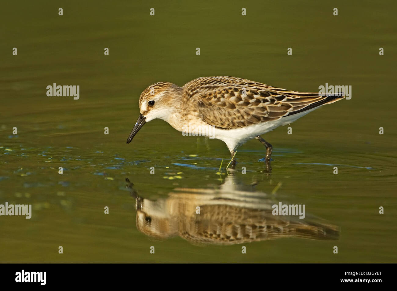 Semi palmated sandpiper hi-res stock photography and images - Alamy