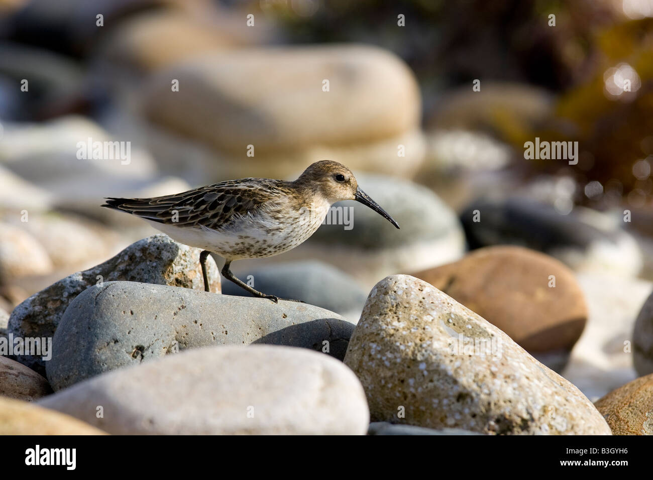 Dunlin hi-res stock photography and images - Alamy