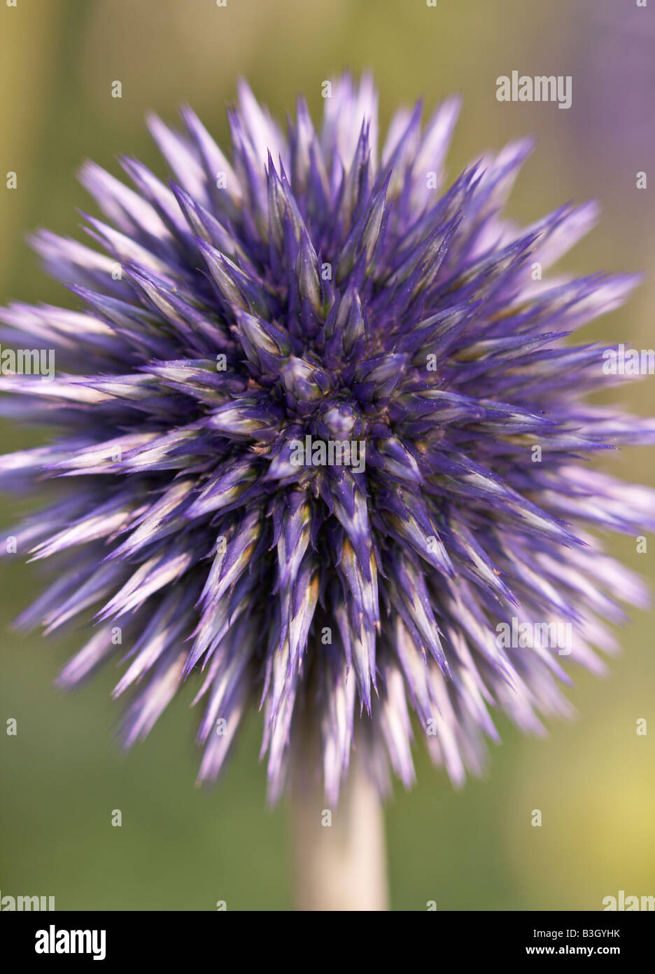 Echinops Flower High Resolution Stock Photography and Images - Alamy