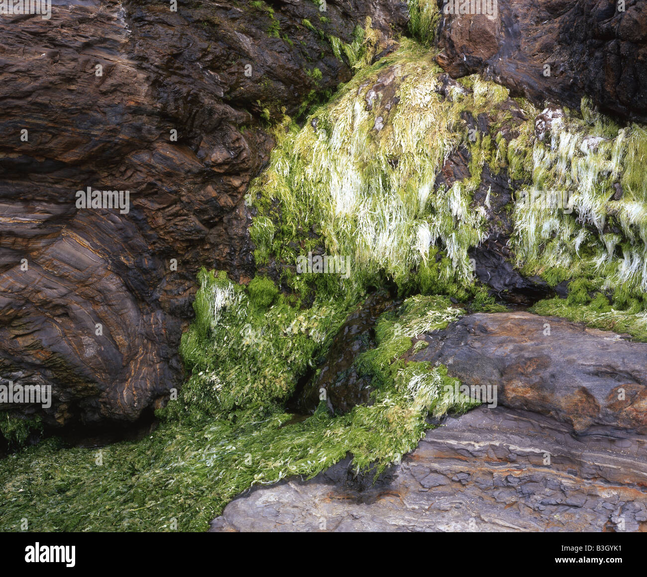 Seaweed flow, Point Lobos, Monterey County, California, USA Stock Photo ...