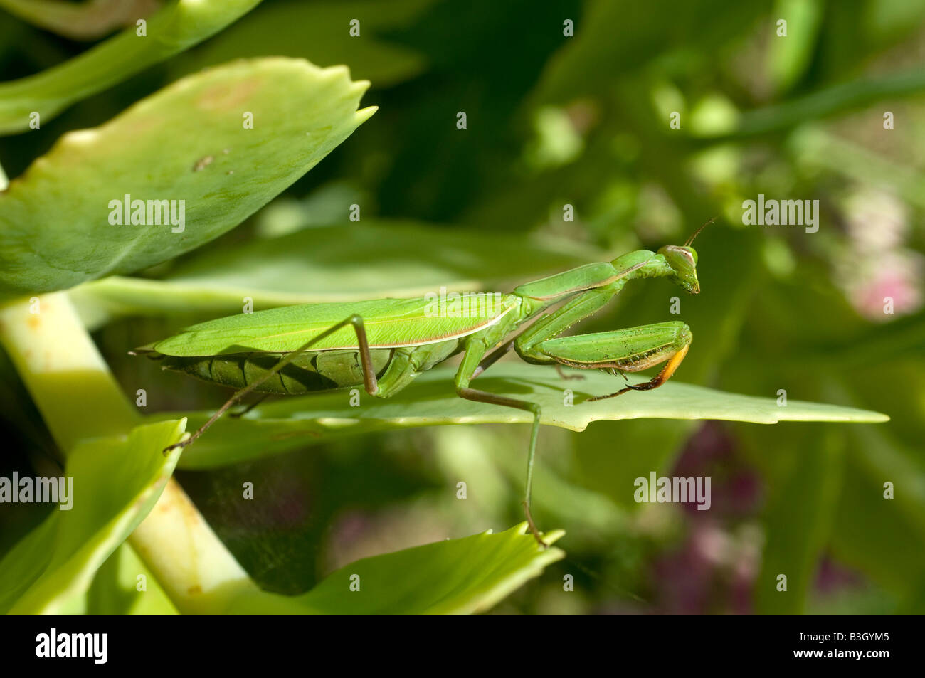 Mantis hi-res stock photography and images - Alamy