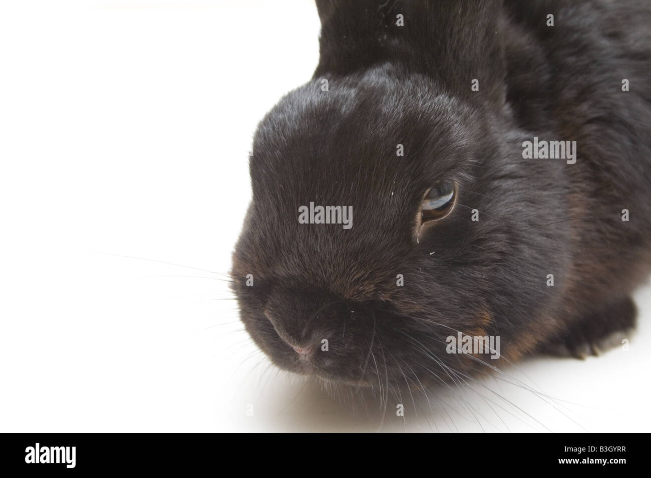 A black dwarf rabbit in a studio Stock Photo - Alamy