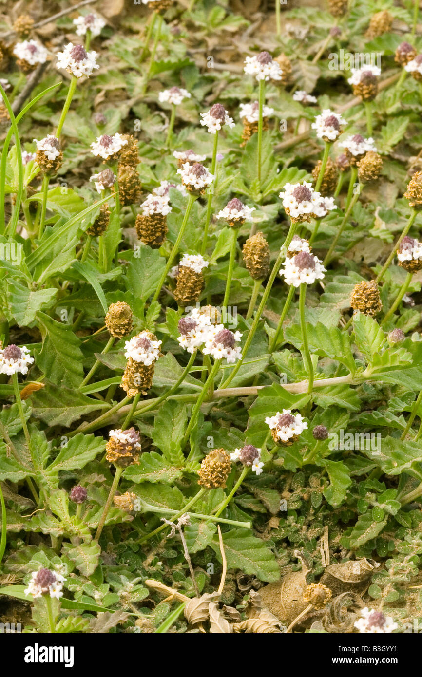 Frogfruit Phyla nodiflora Falcon State Park Texas United States 9 April ...