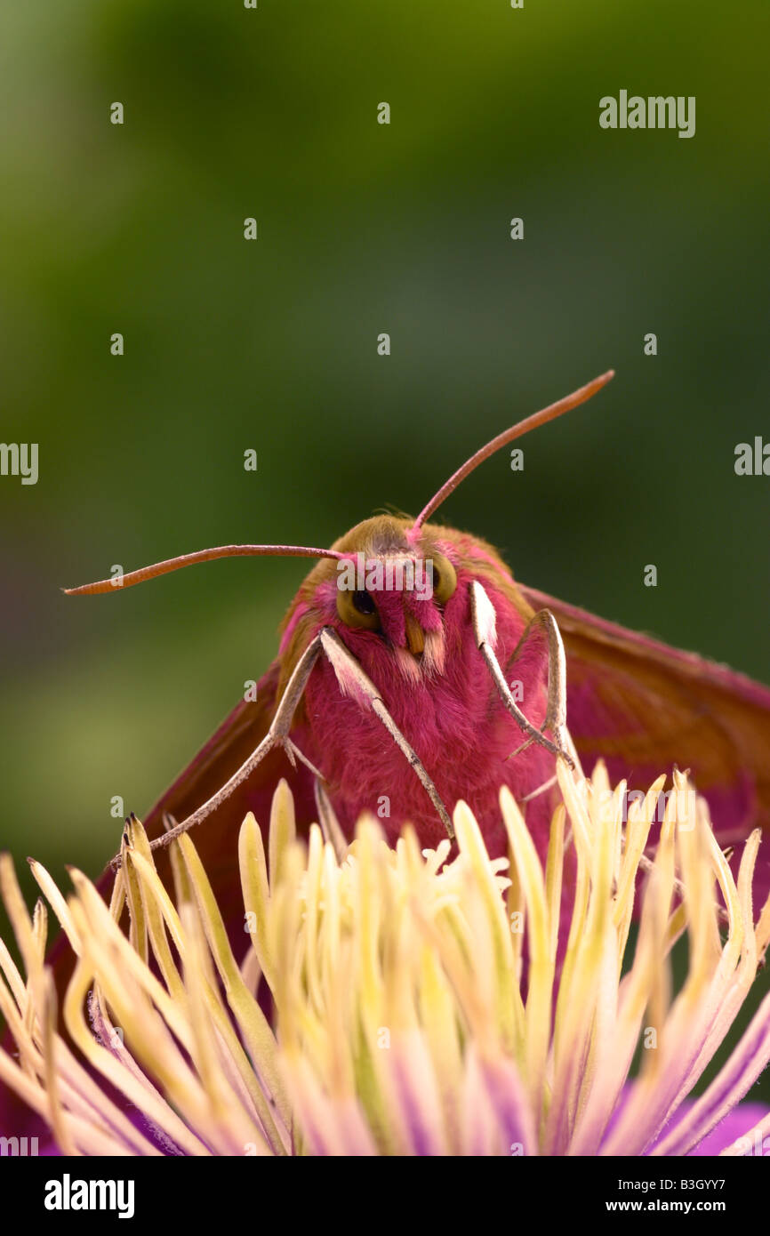 Elephant head hawk moth hi-res stock photography and images - Alamy