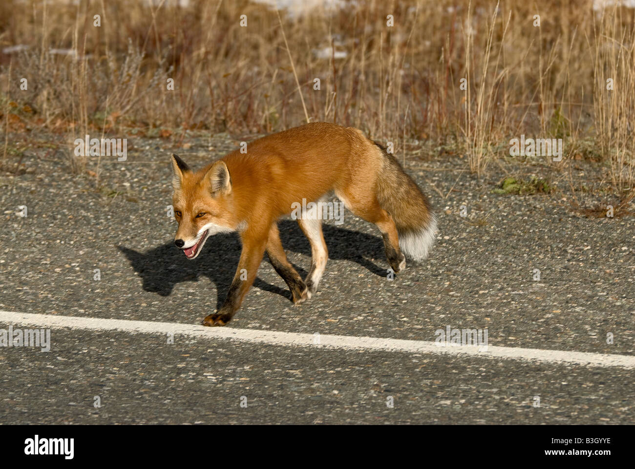 arctic fox on the prowl Stock Photo - Alamy