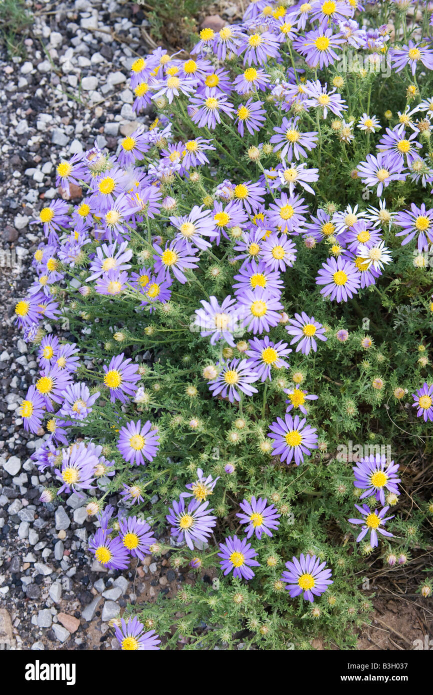 Tanseyleaf Tansyaster Machaeranthera tanacetifolia Arizona United ...
