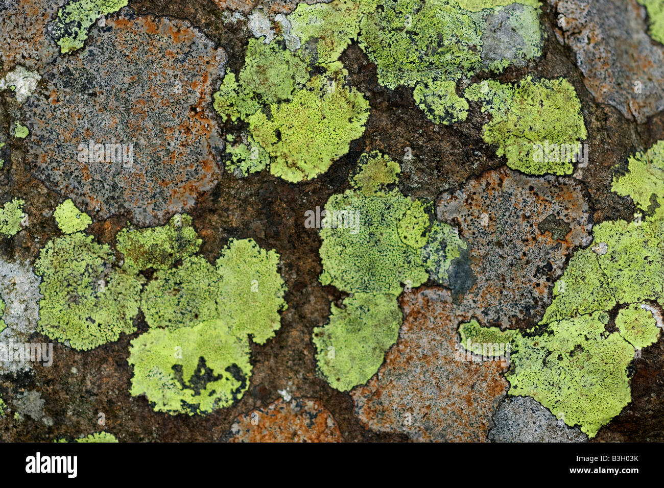Lichen patterns abstract Stock Photo - Alamy