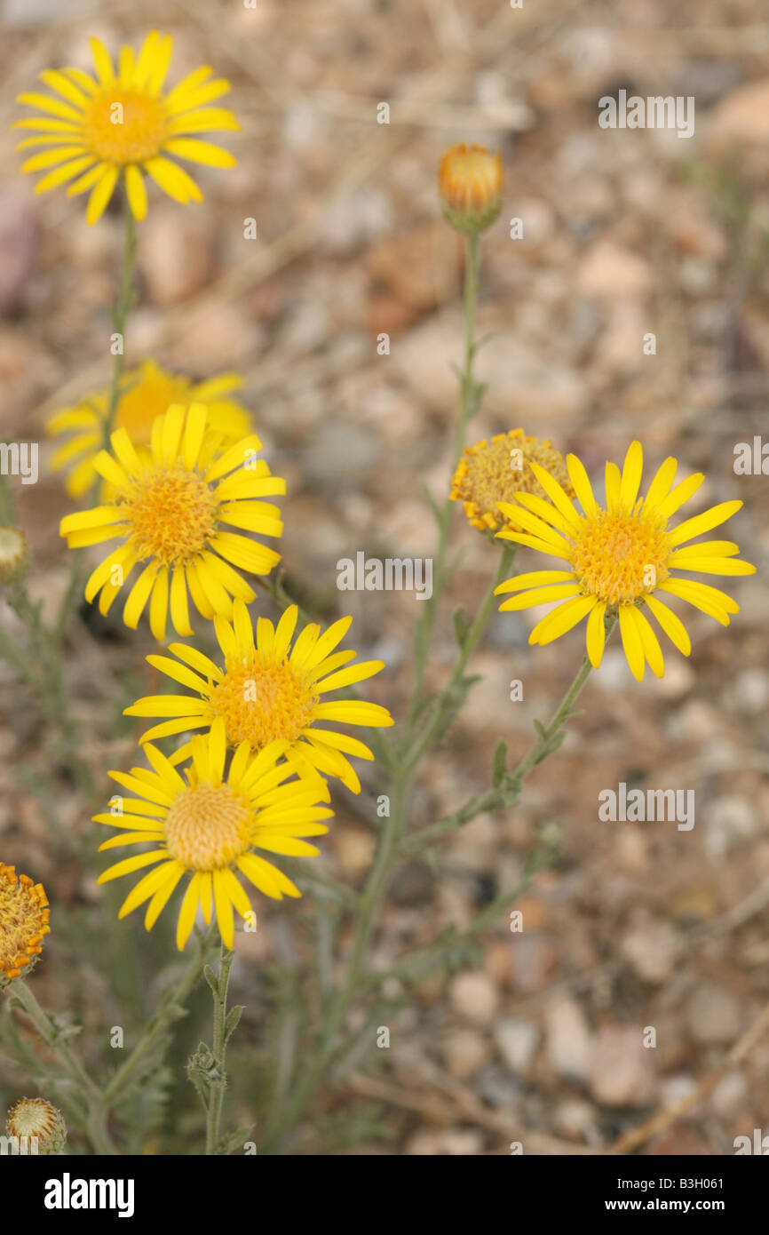 Machaeranthera pinnatifida hi-res stock photography and images - Alamy