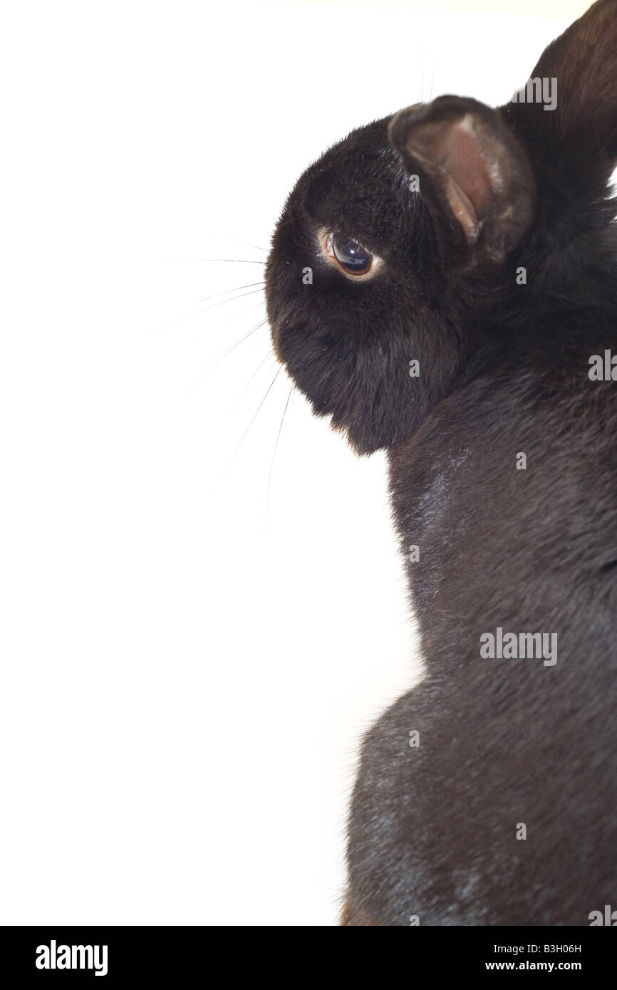 A black dwarf rabbit in a studio Stock Photo - Alamy
