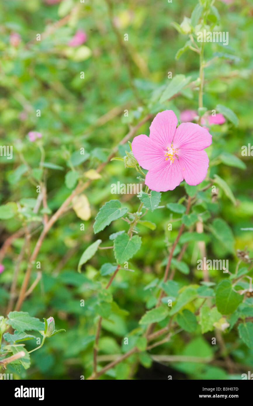 Texas Swamp Mallow Pavonia lasiopetala 21 September Flower Malvaceae ...