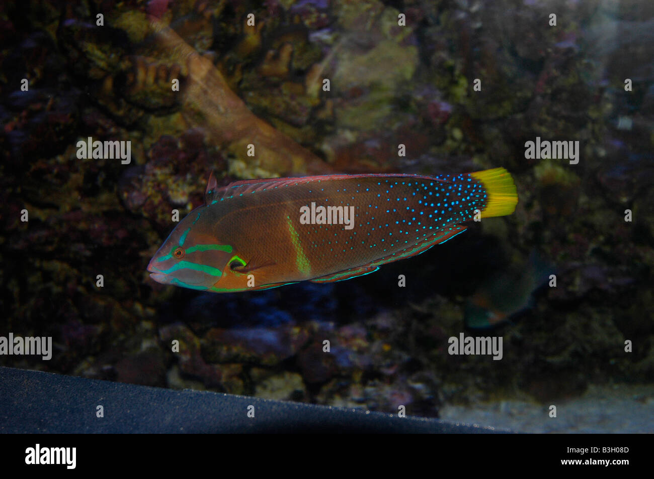 Hawaiian wrasse hi-res stock photography and images - Alamy