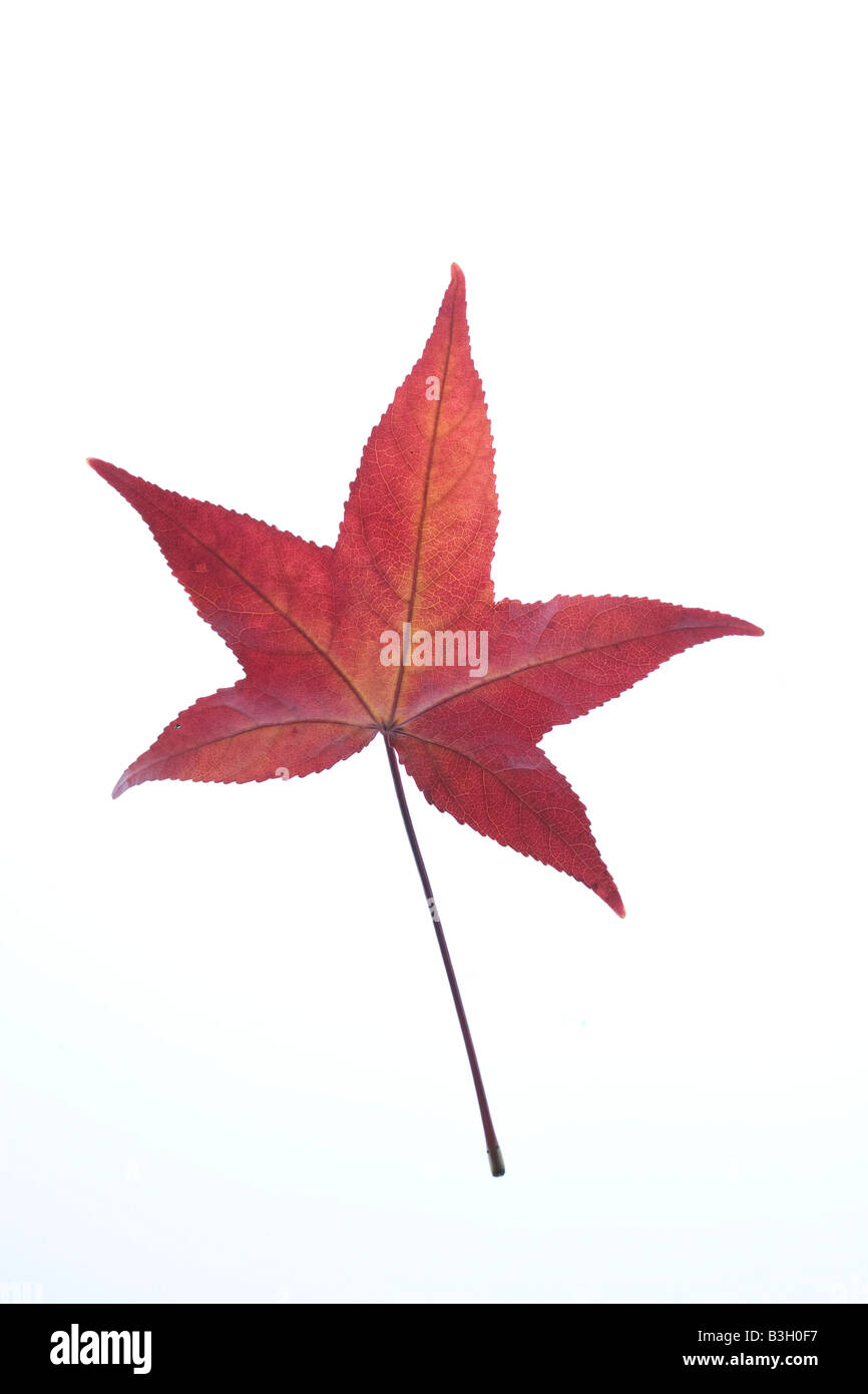 Maple leaf on white background Stock Photo - Alamy