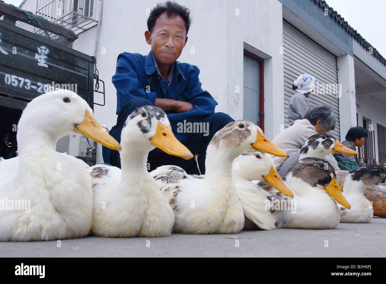 Chinese duck seller Stock Photo - Alamy