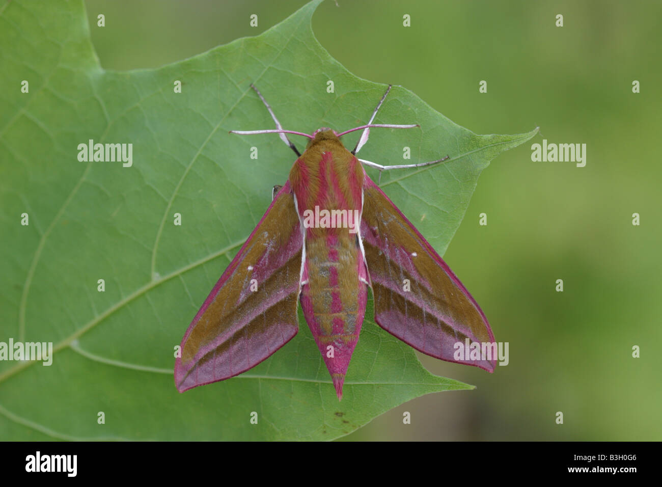 Elephant Hawk moth Deilephila elpenor Stock Photo - Alamy