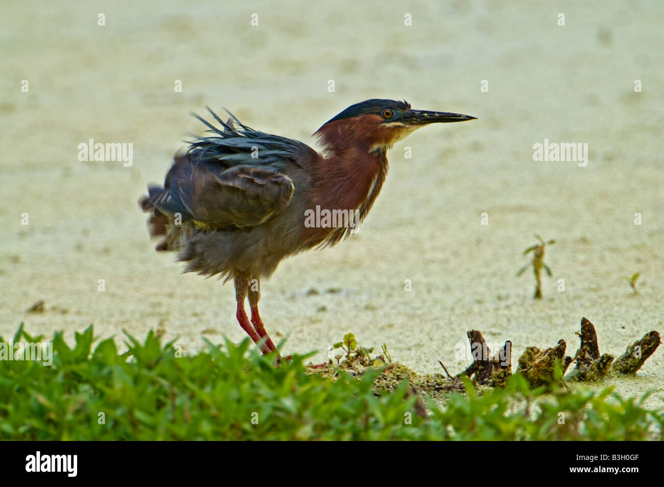 Image of a Green Heron as he ruffles its feathers in Harris Neck NWR ...