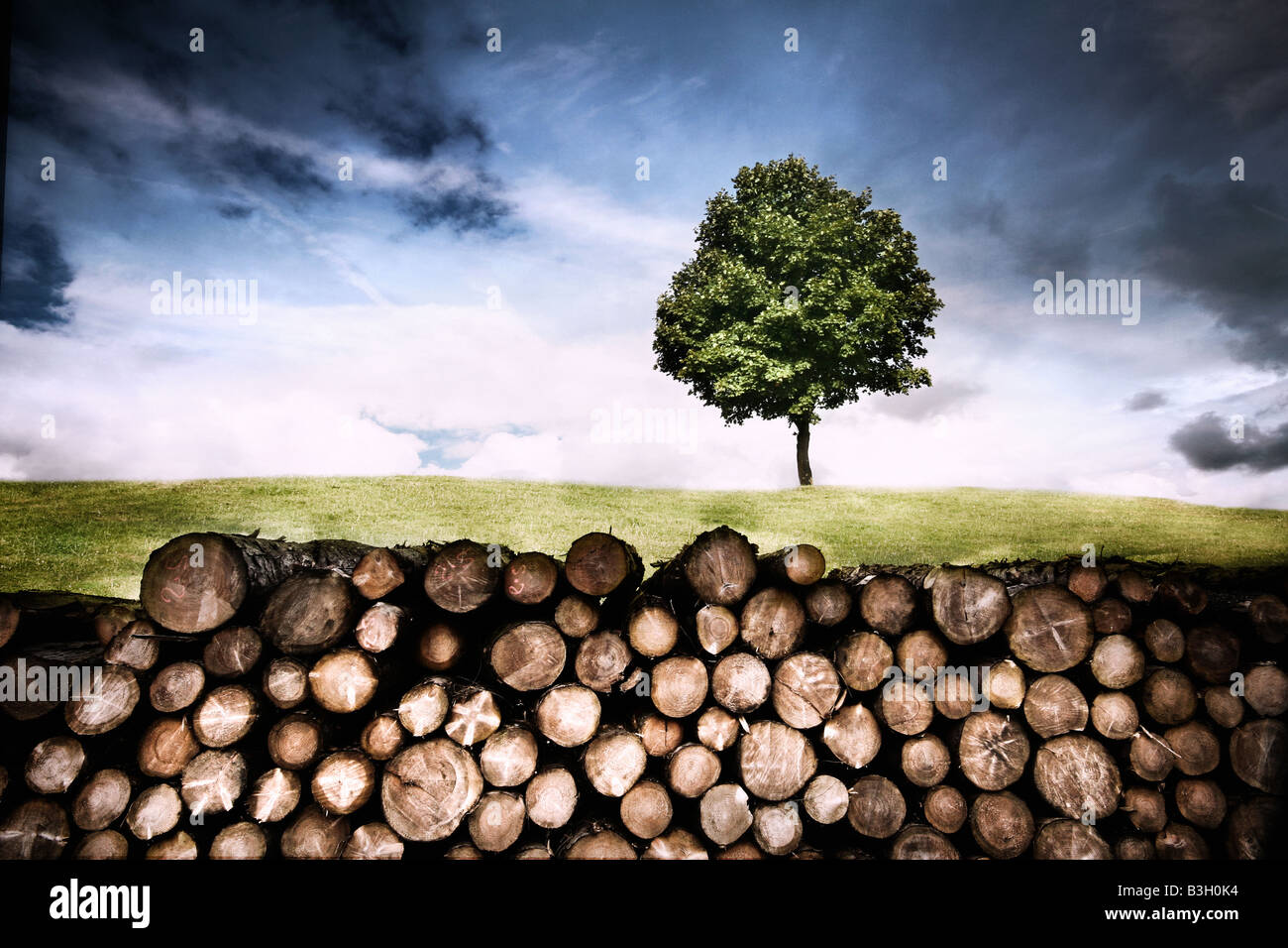 Lone tree deforestation hi-res stock photography and images - Alamy