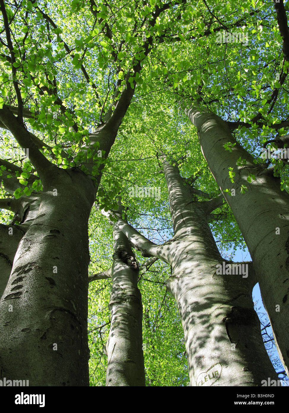 trees from the bottom Stock Photo - Alamy