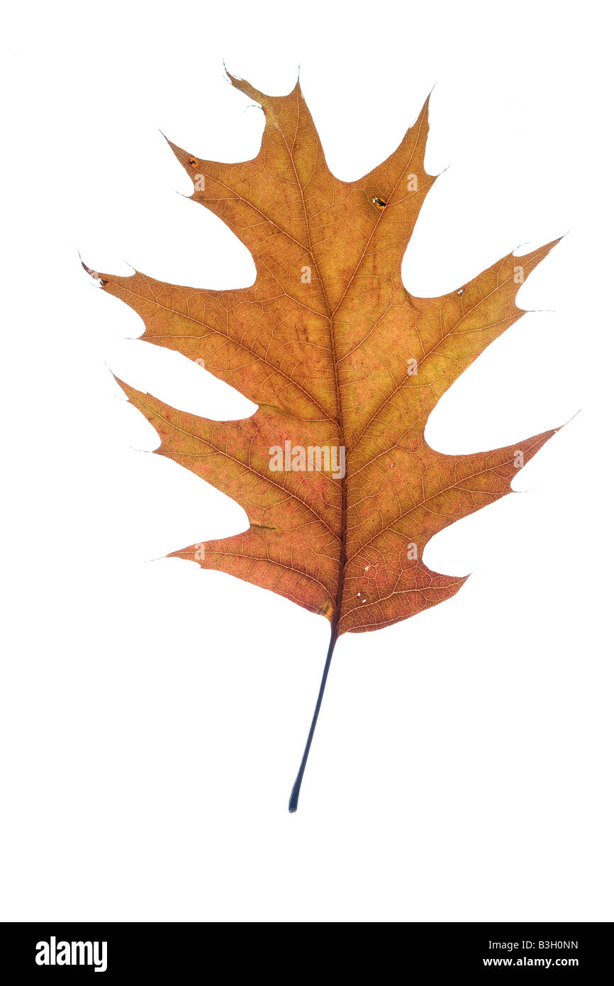 Indoor maple hi-res stock photography and images - Alamy