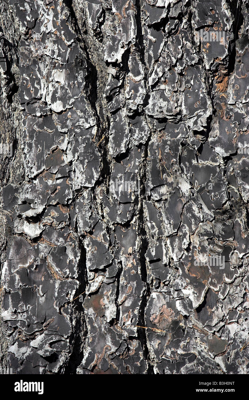 detail of bark of pinus radiata or monterey pine at Isel Park Nelson ...