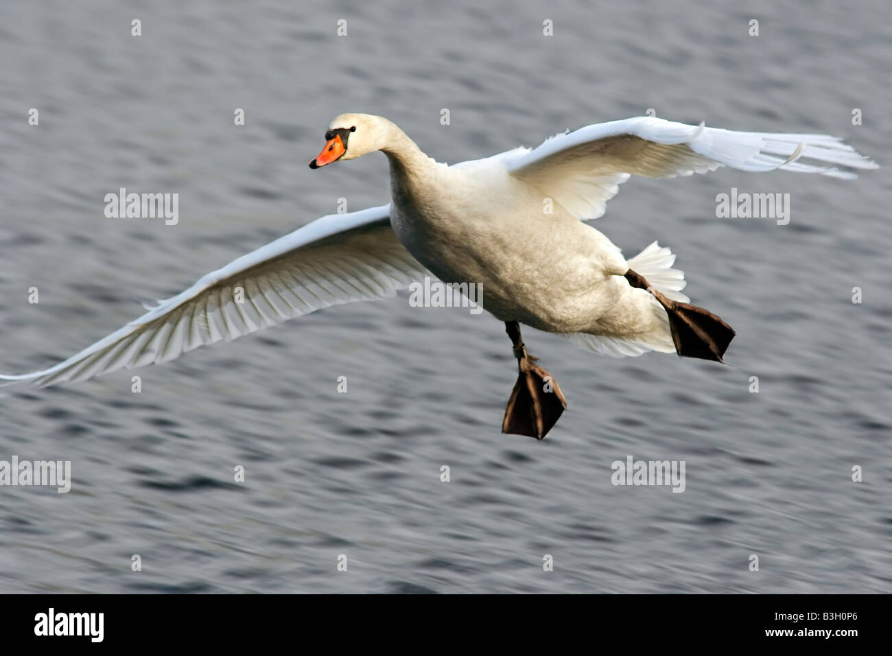 Flying Swan High Resolution Stock Photography and Images - Alamy