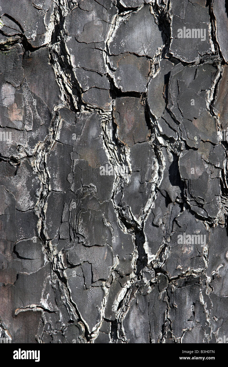 detail of bark of pinus radiata or monterey pine at Isel Park Nelson ...