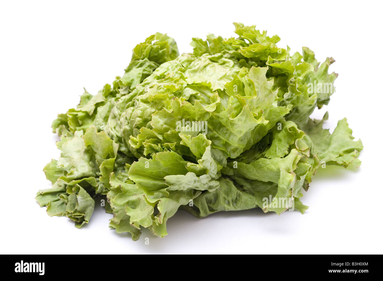 A Green Battavia Lettuce ready to use in a yummy salad Stock Photo - Alamy