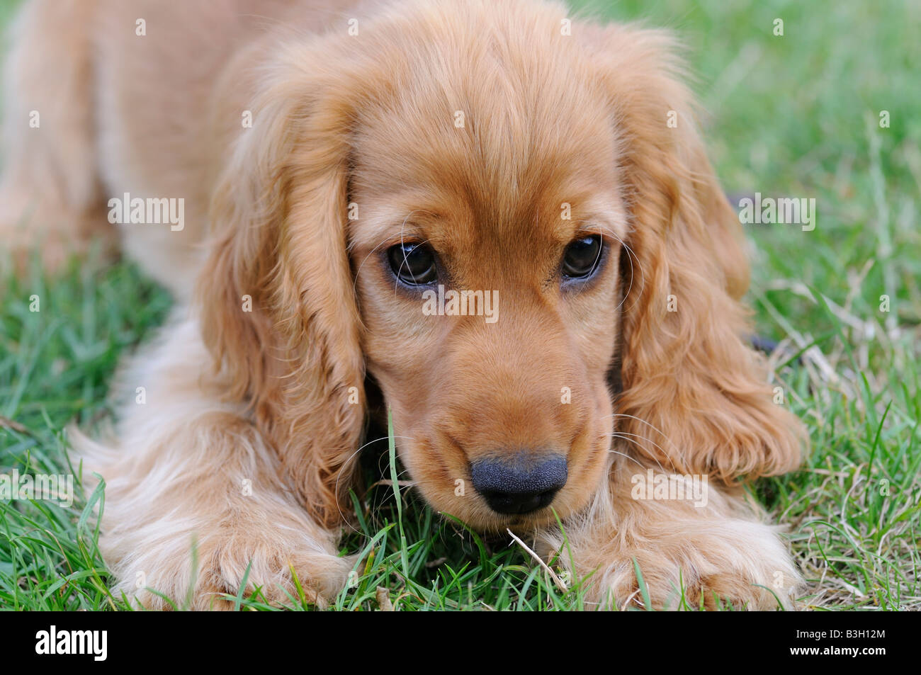 Cocker spaniel teeth hi-res stock photography and images - Alamy