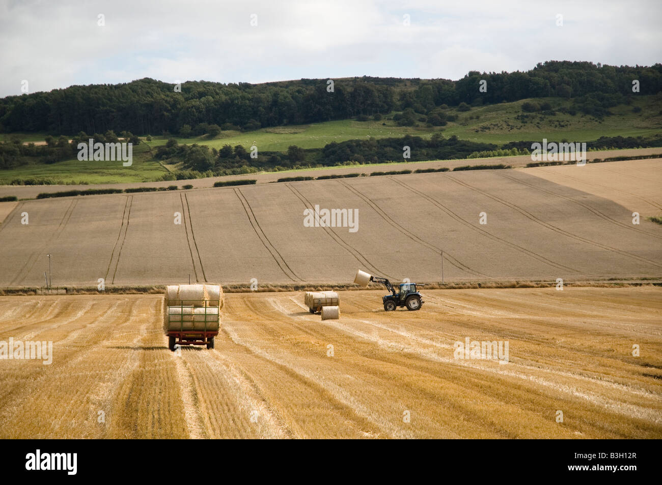 Tractor loading round straw bales onto trailer in stubble field Stock ...