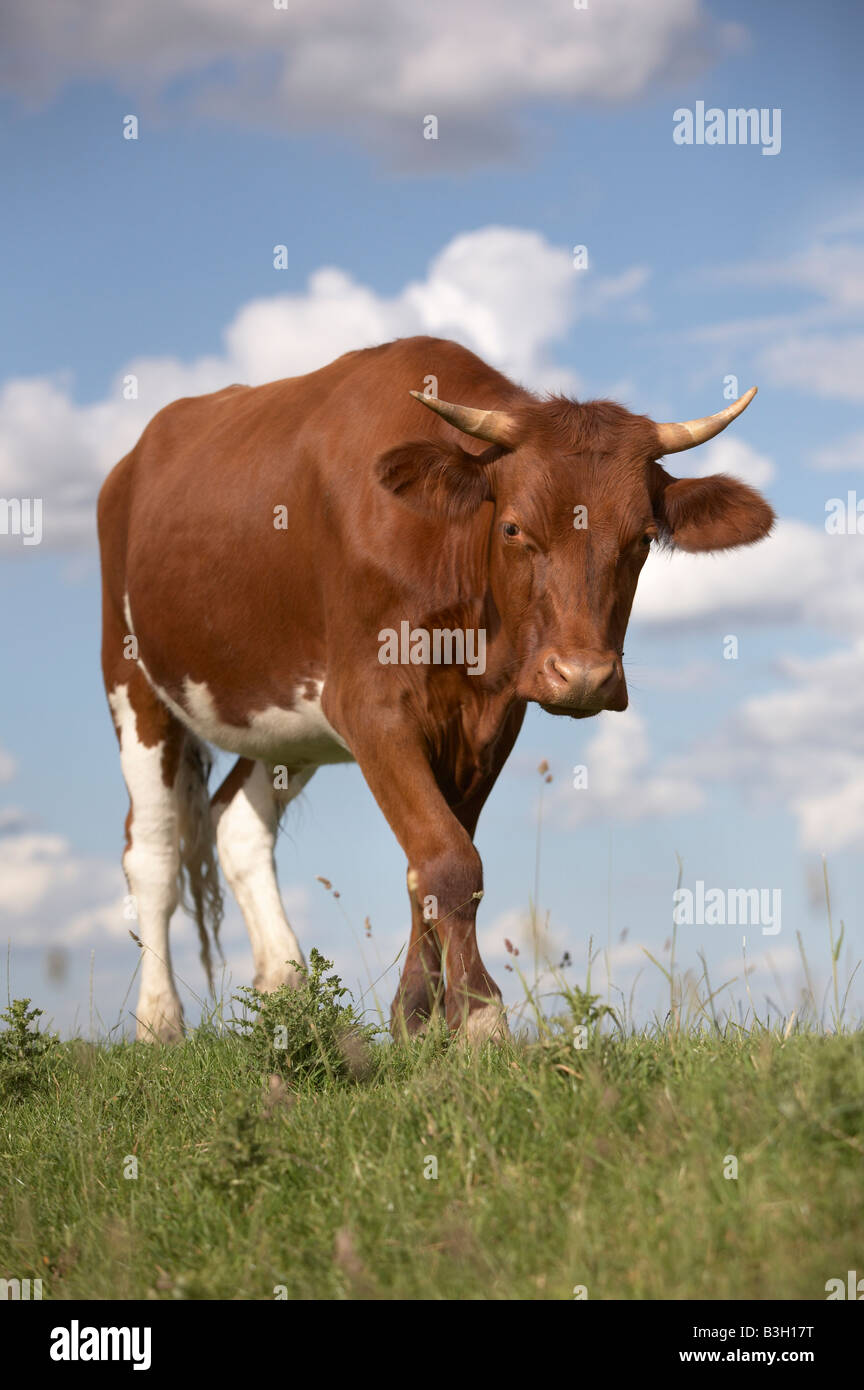 Bullock cow cattle hi-res stock photography and images - Alamy