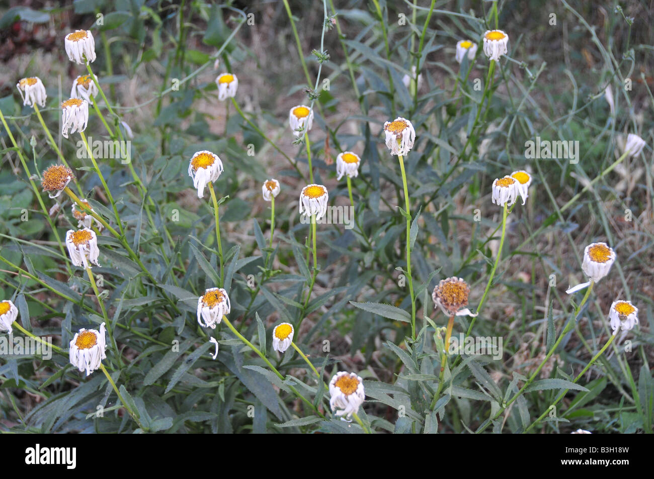 Withered daisy flower hi-res stock photography and images - Alamy