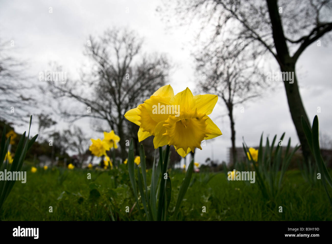 Sunny daffodils on a cloudy day in Nelson New Zealand Spring Stock ...