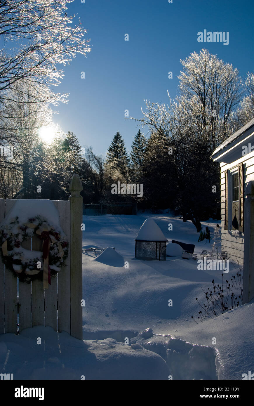 Sun gleaming on icy trees Stock Photo - Alamy