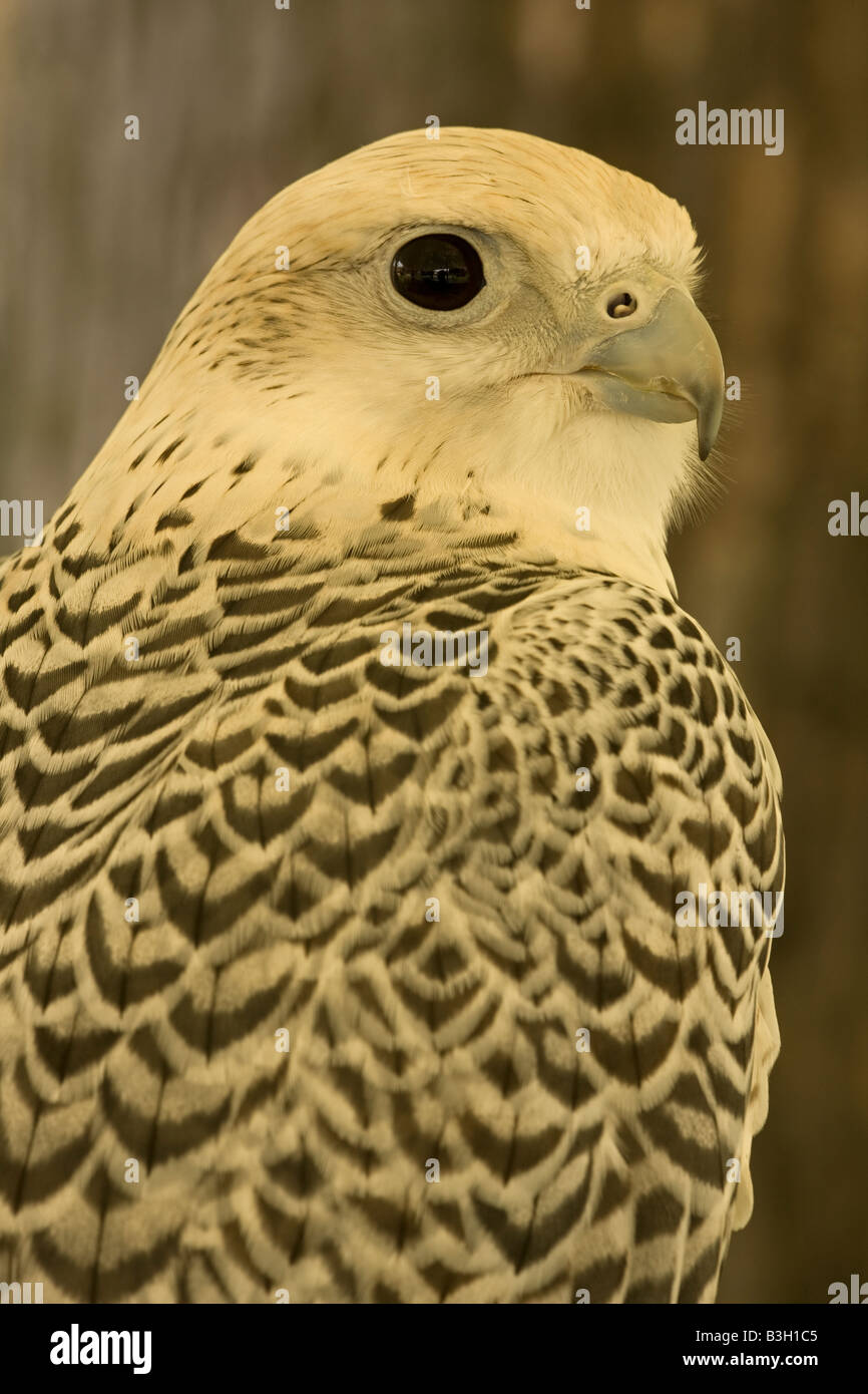 Gyrfalcon (Falco rusticolus) Portrait -Captive -Found in extreme North ...