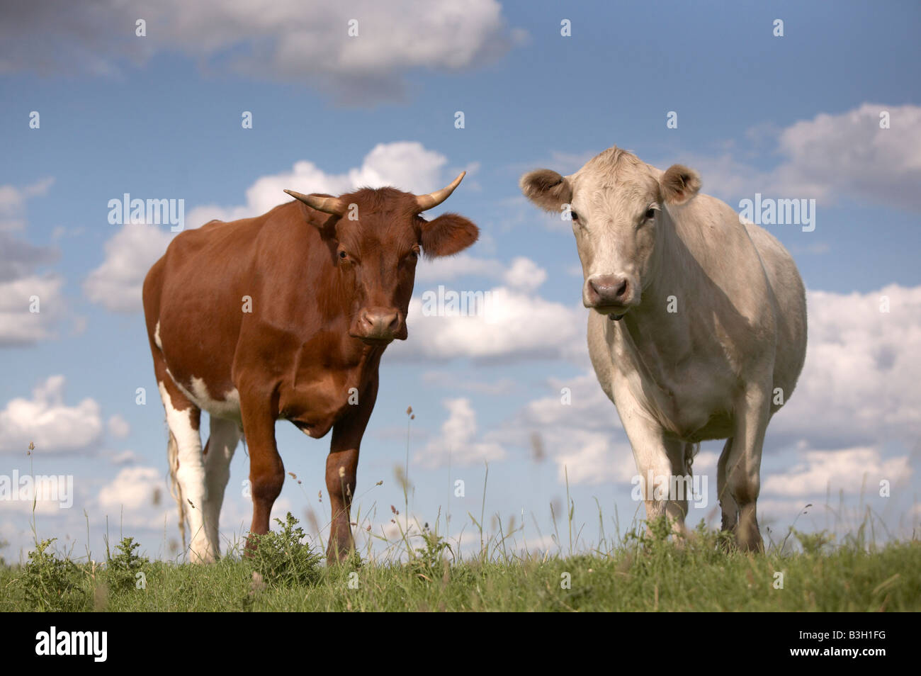 Beef cattle england hi-res stock photography and images - Alamy