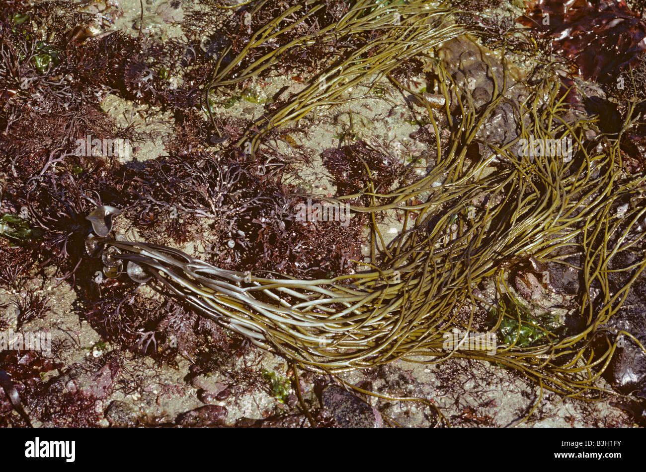 Thongweed himanthalia elongata brown seaweed hi-res stock photography ...