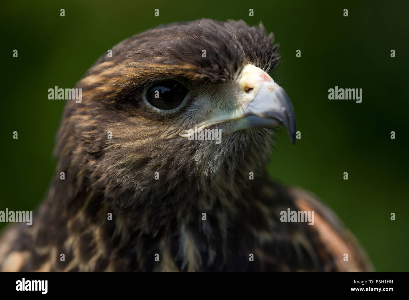 Juvenile harriss hawk hi-res stock photography and images - Alamy