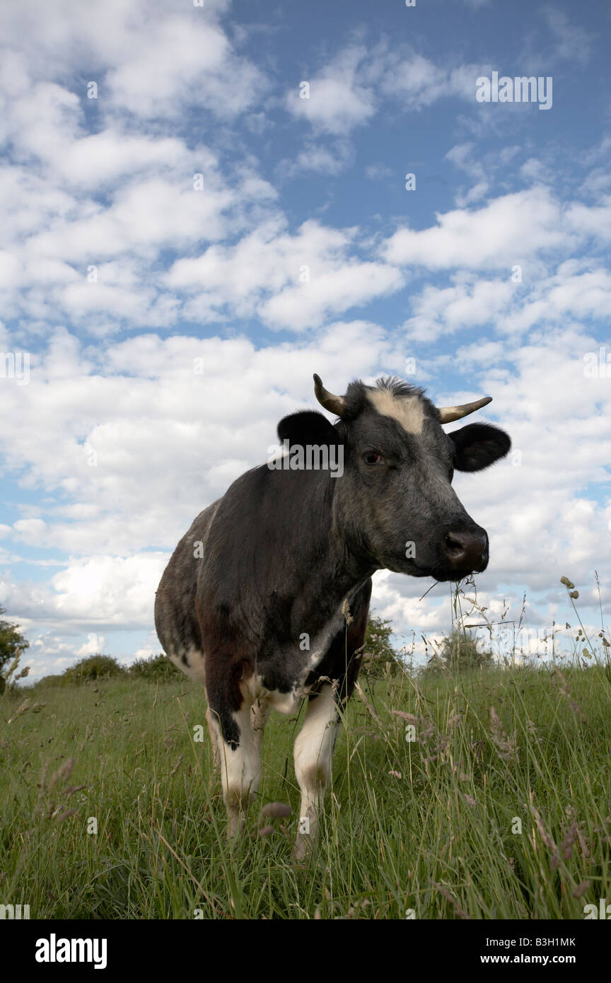 Bullock cow cattle hi-res stock photography and images - Alamy