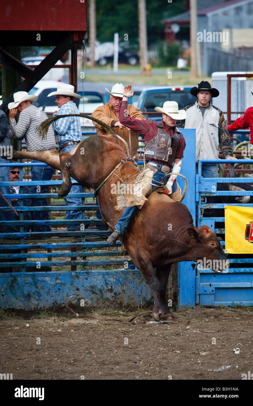 A cowboy leaves the chute on a bucking bull at the Roy Pioneer Rodeo, a ...
