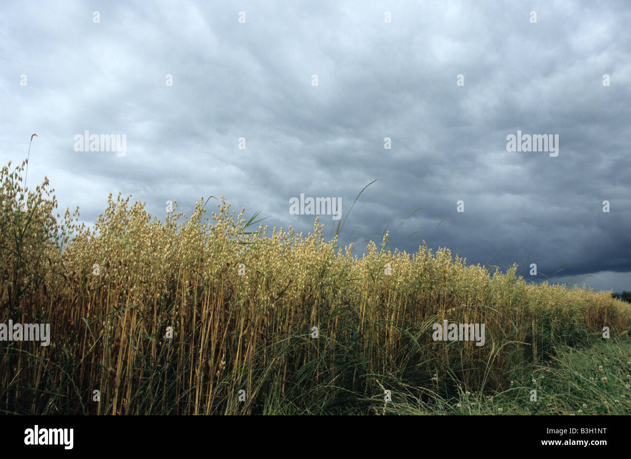 Growing oats hi-res stock photography and images - Alamy
