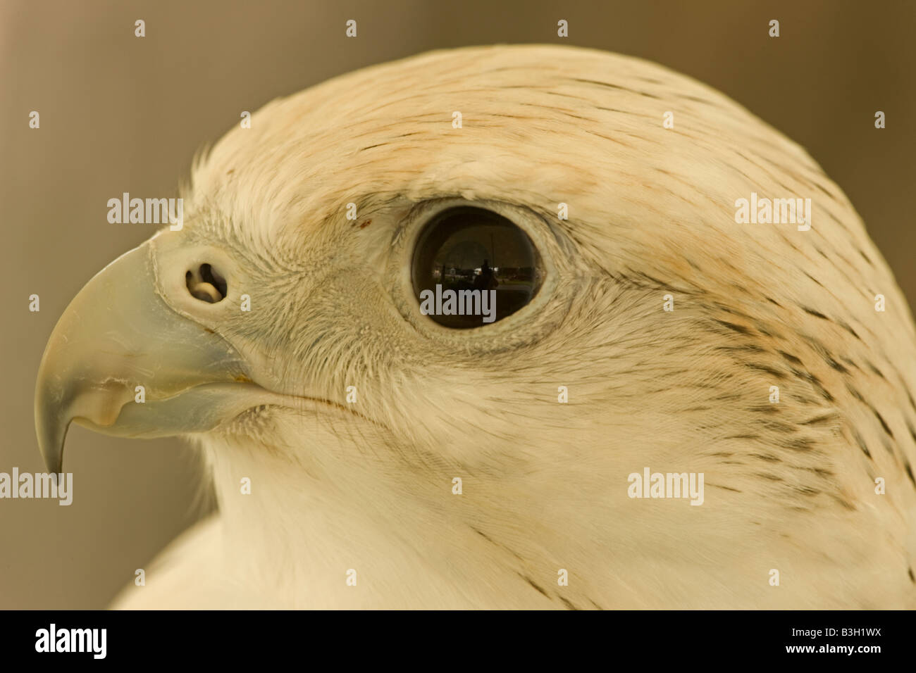 Gyrfalcon (Falco rusticolus) Portrait -Captive -Found in extreme North ...