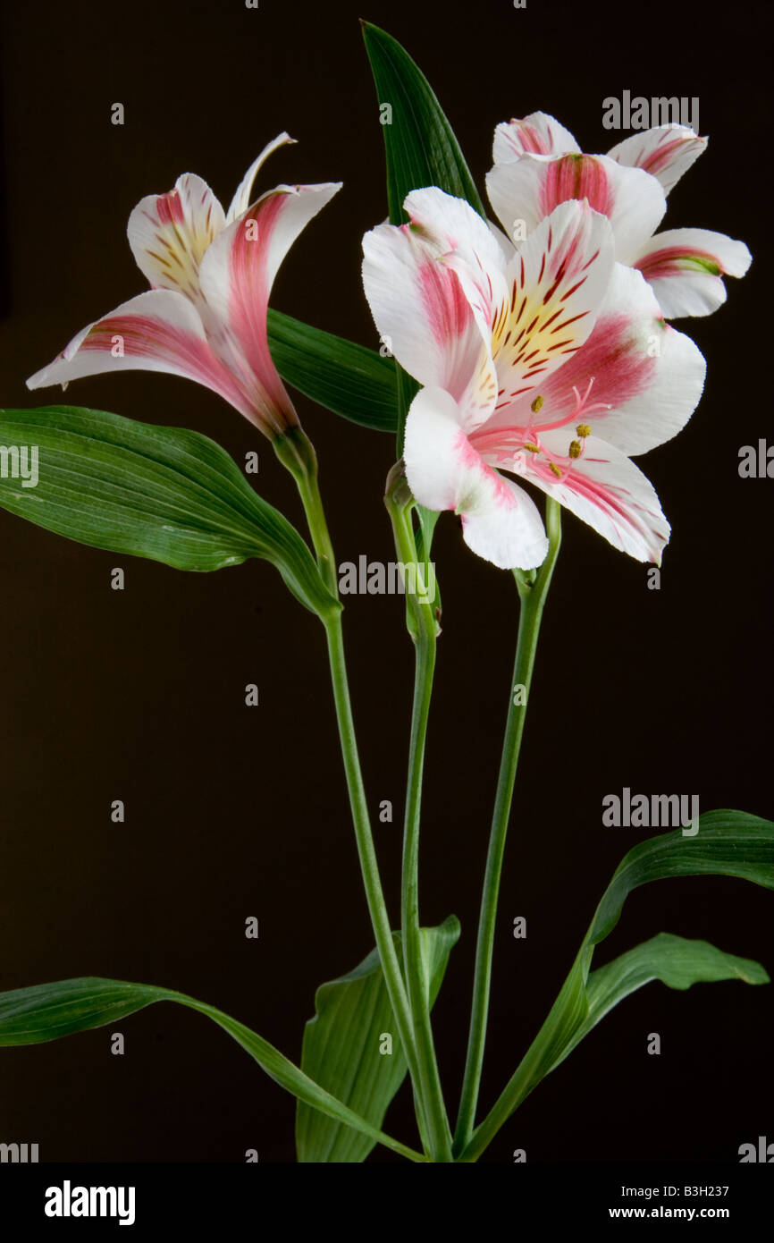 Three Inca Lily flowers (Alstroemeria cultivar) in portrait format ...