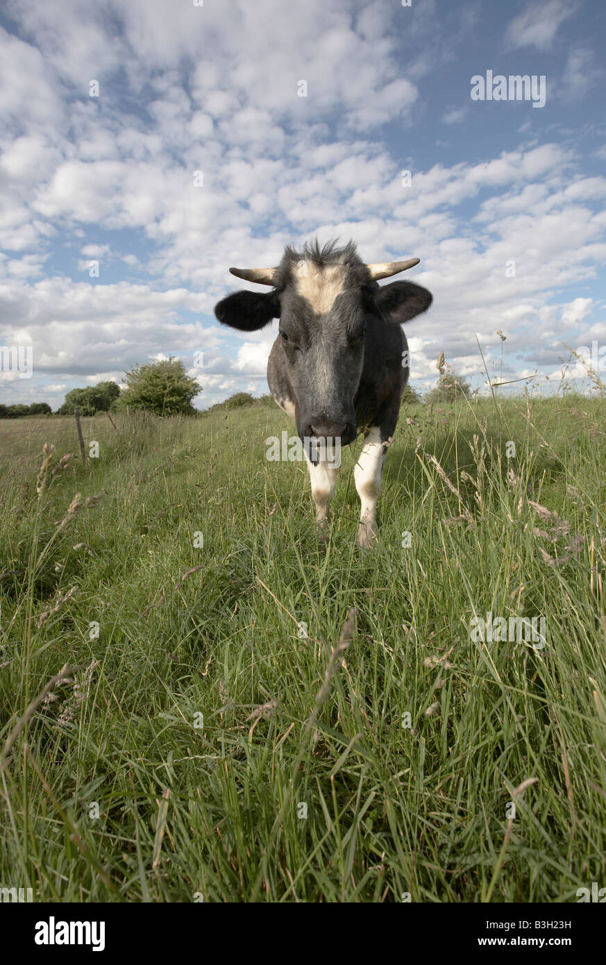 Bullock cow cattle hi-res stock photography and images - Alamy